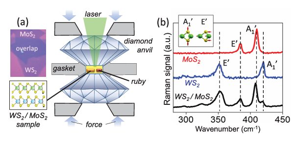 Vibrational Spectrum Renormalization by Enforced Coupling Across the ...